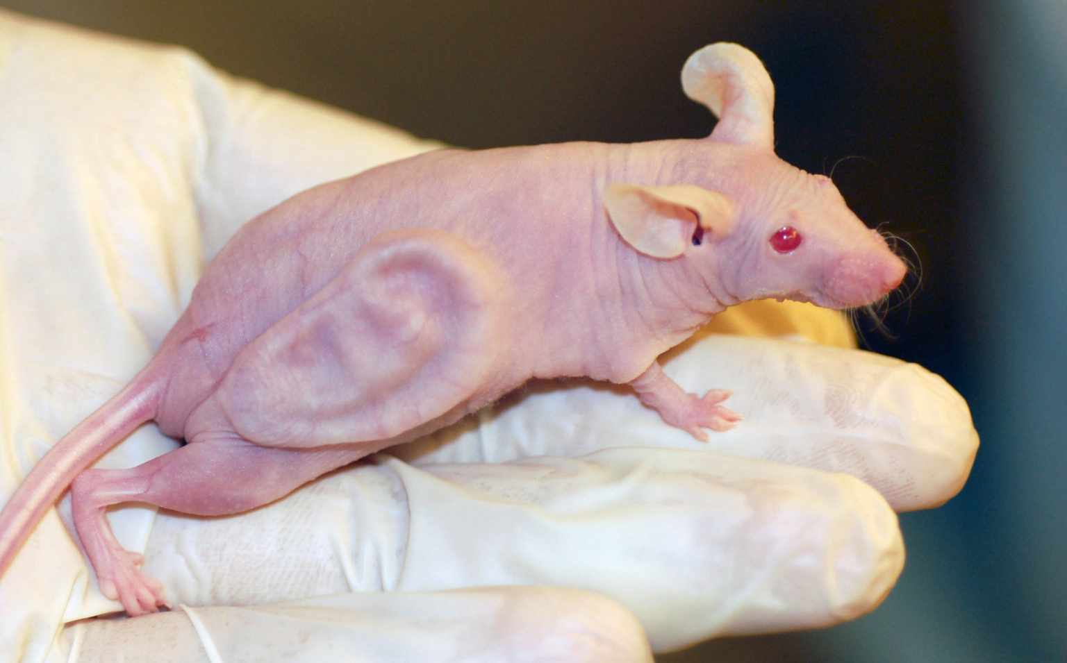 Genetically Modified Organisms Examples - My Story Online