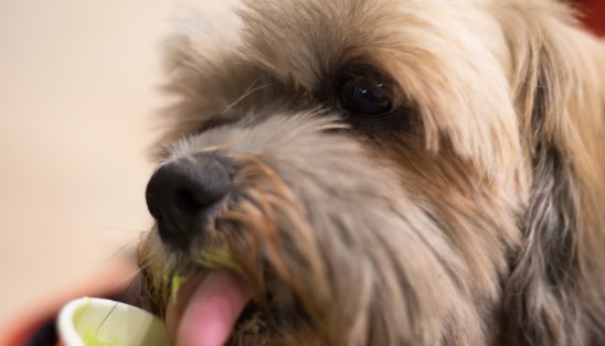 Can Dogs Get Brain Freeze